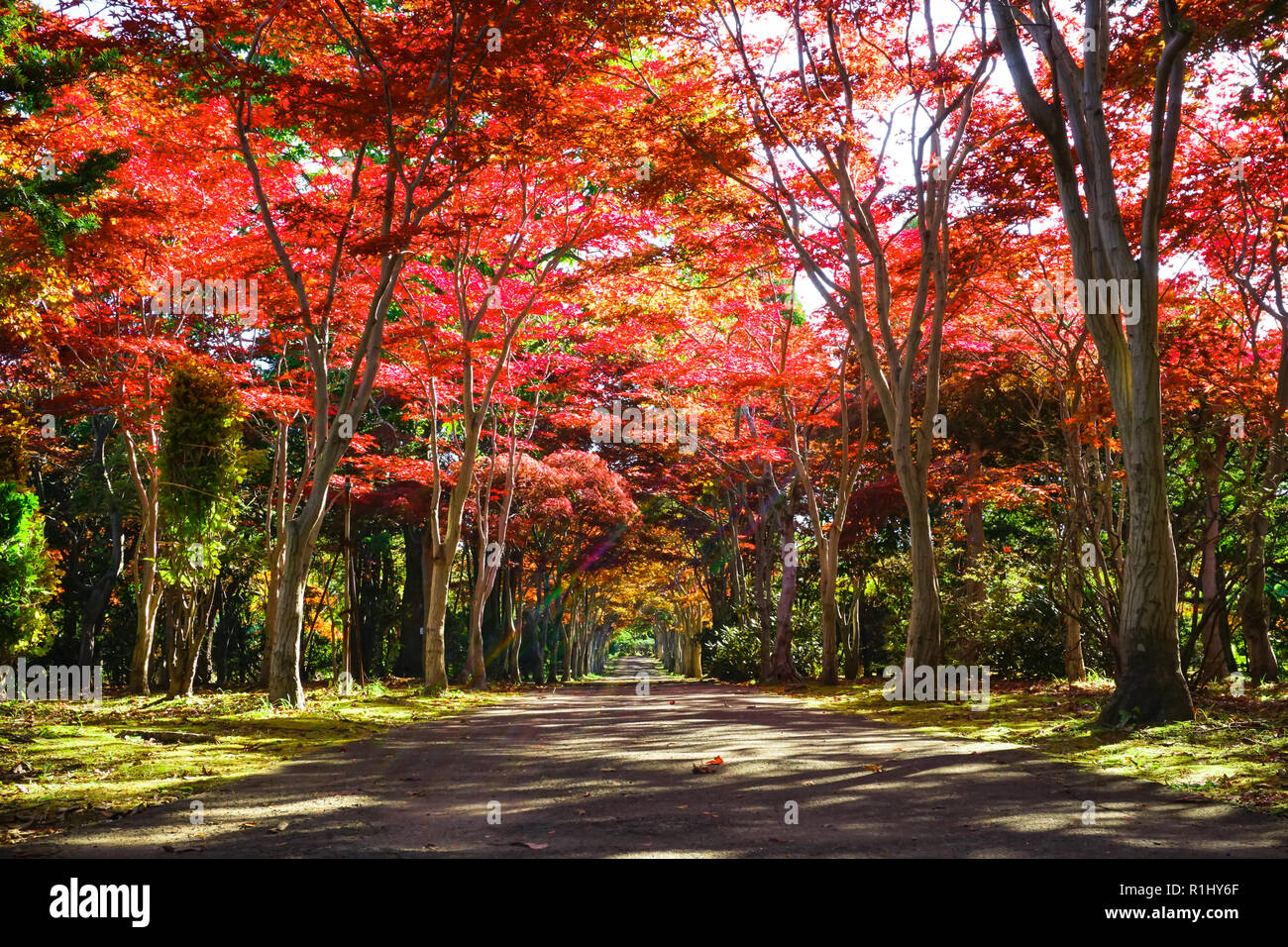 Autumn season colorful of leaves in Sapporo Hokkaido Japan Stock Photo ...