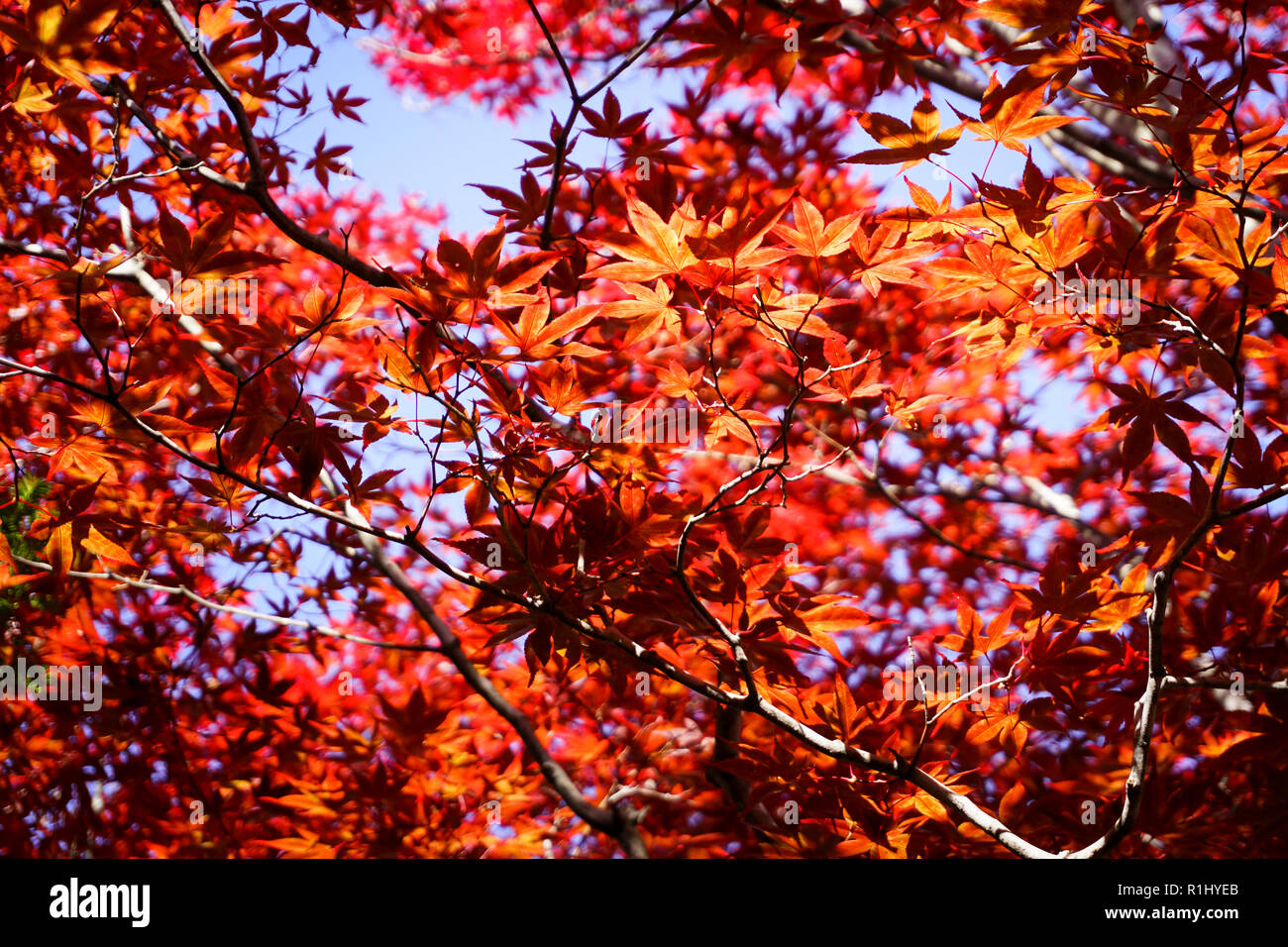 Autumn season colorful of leaves in Sapporo Hokkaido Japan Stock Photo ...