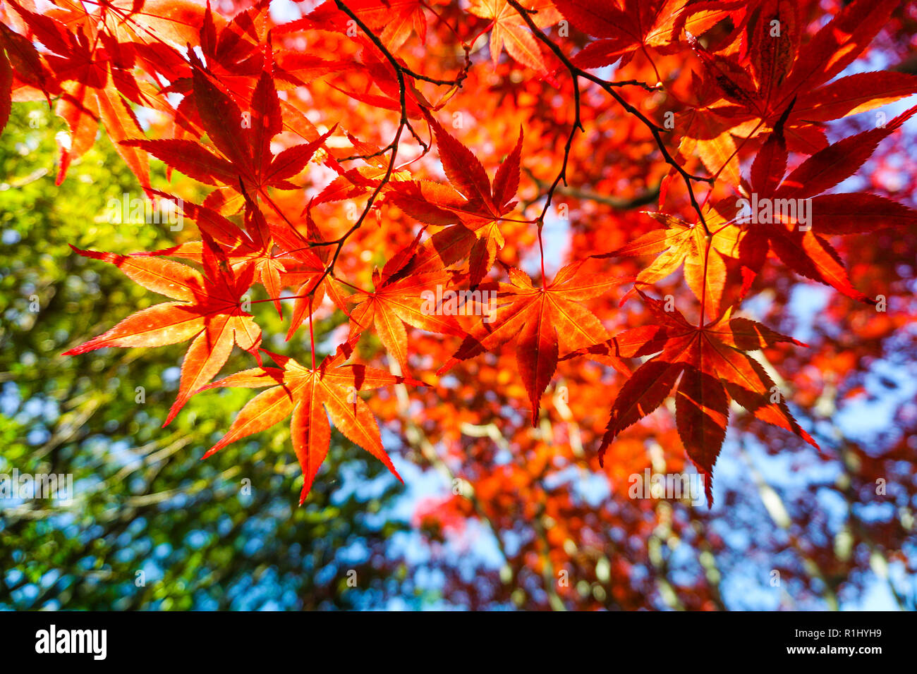 Autumn season colorful of leaves in Sapporo Hokkaido Japan Stock Photo ...