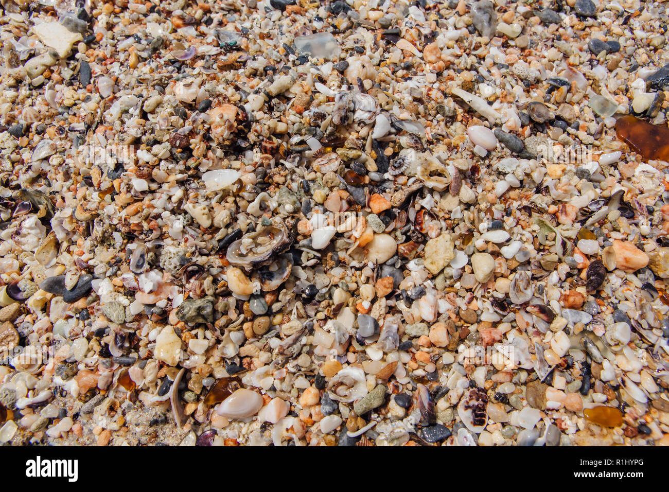 Sea sand texture made of shell and stone pieces. Seamless texture Stock ...