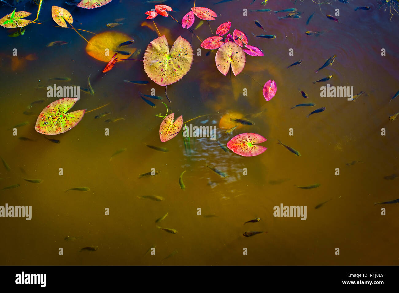 Fish floating on water surface hi-res stock photography and images - Alamy