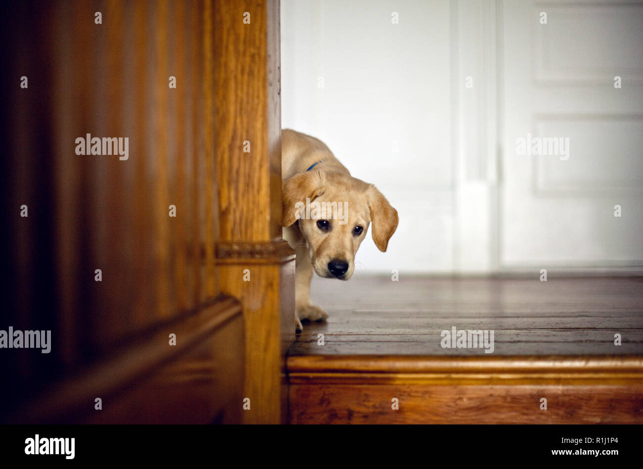 Dog looking around corner hi-res stock photography and images - Alamy