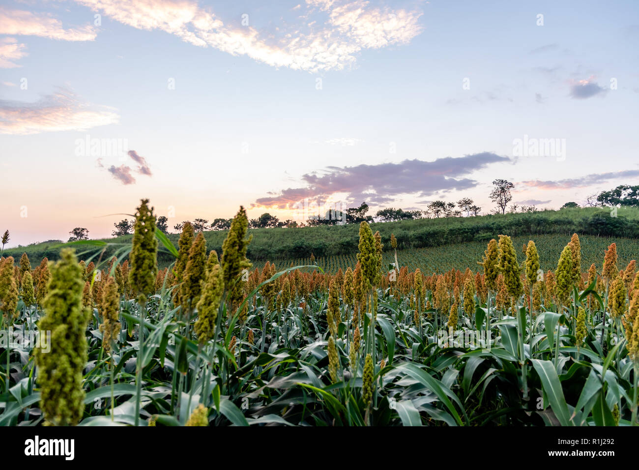 Corn farming guatemala hi-res stock photography and images - Alamy
