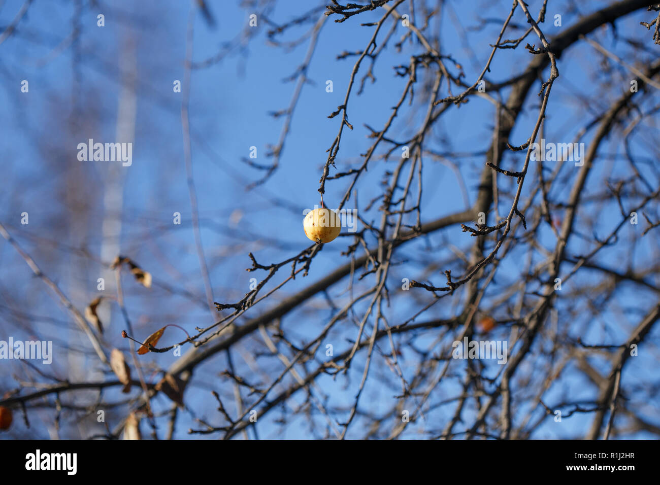 Apple tree without leaves hi-res stock photography and images - Alamy