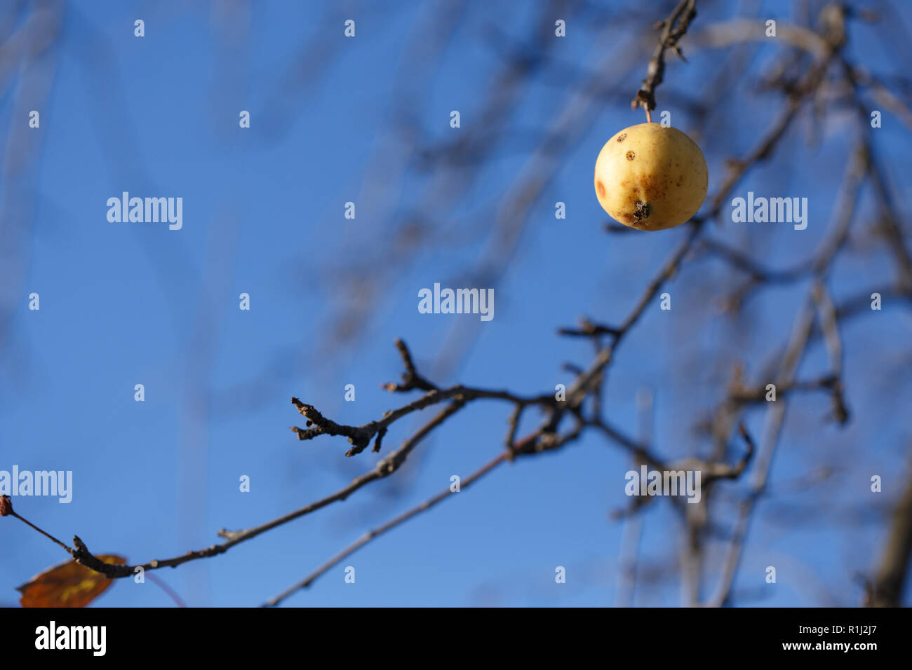 Apple tree without leaves hi-res stock photography and images - Alamy