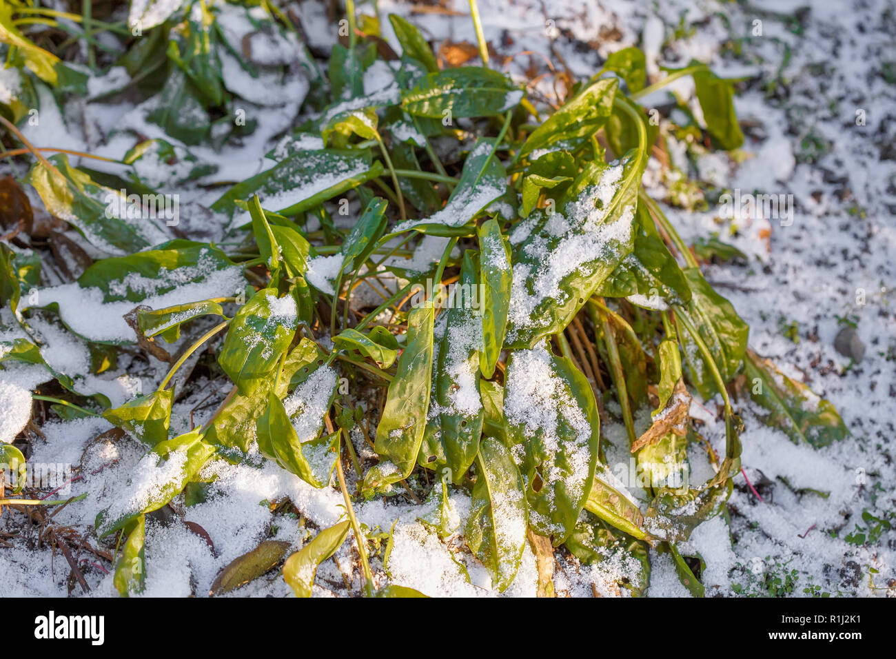Grass and foliage under the first snow, early winter Stock Photo - Alamy