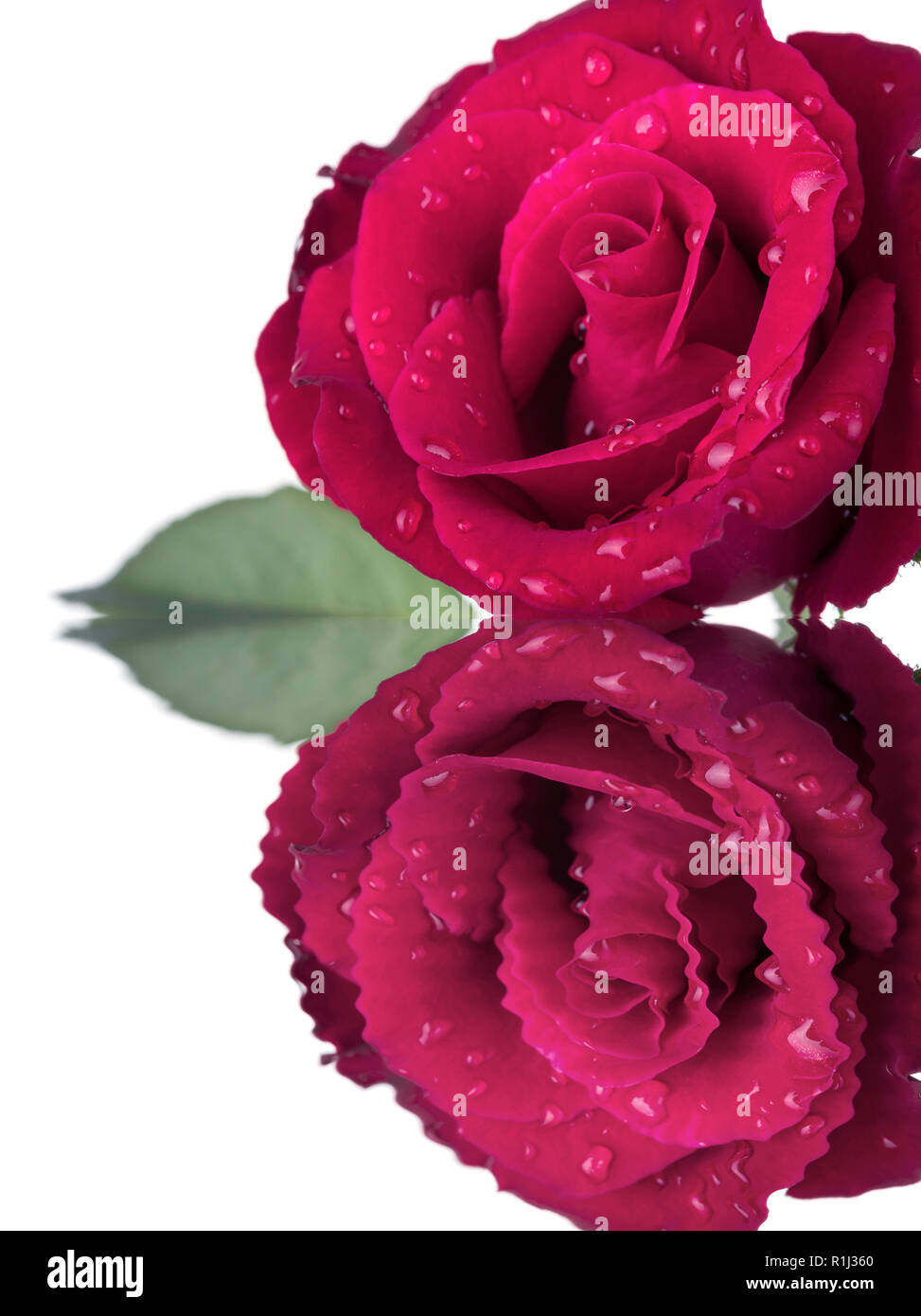 Beautiful red rose isolated on white background Stock Photo - Alamy