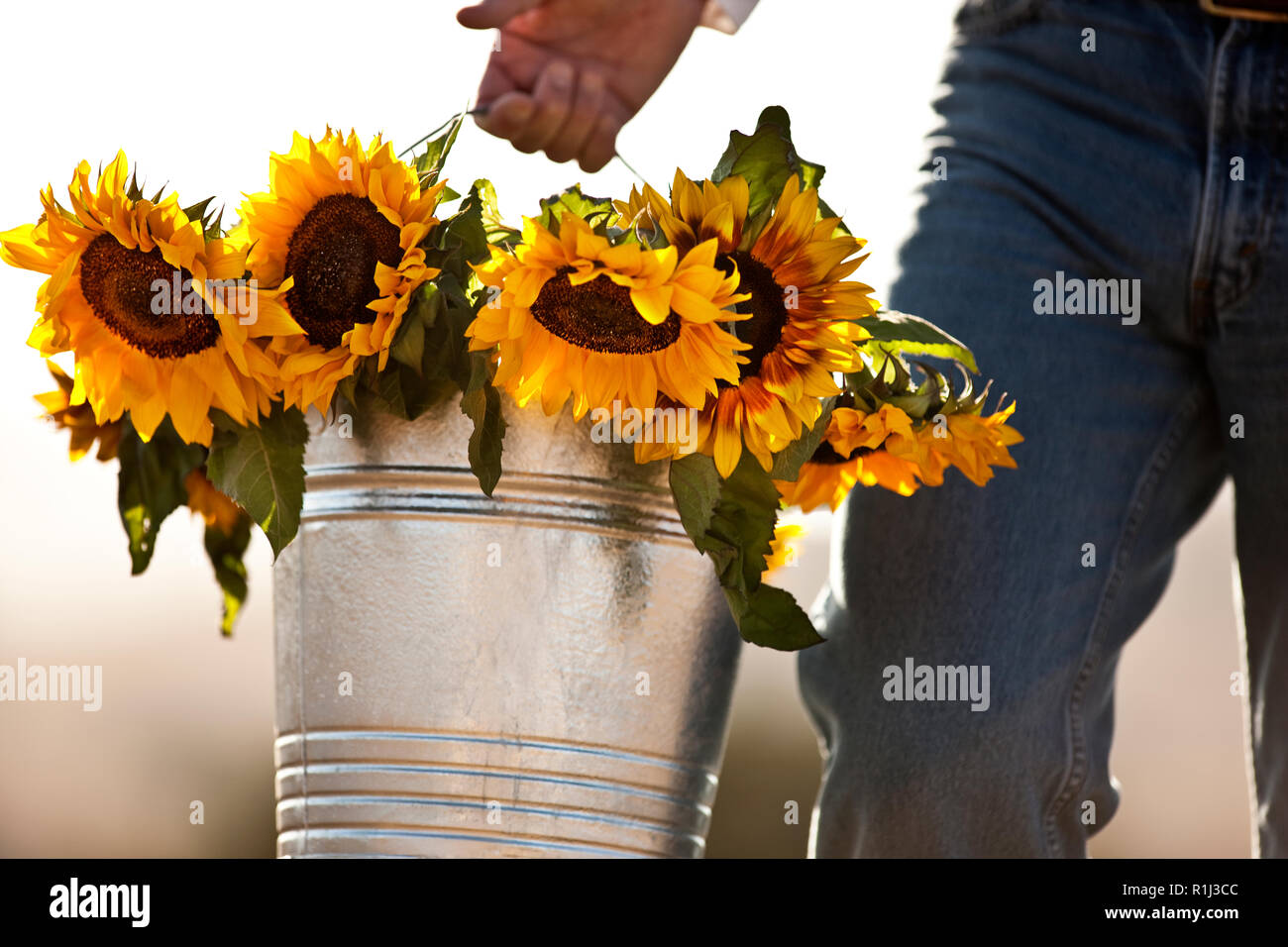 Man carrying buckets hi-res stock photography and images - Alamy
