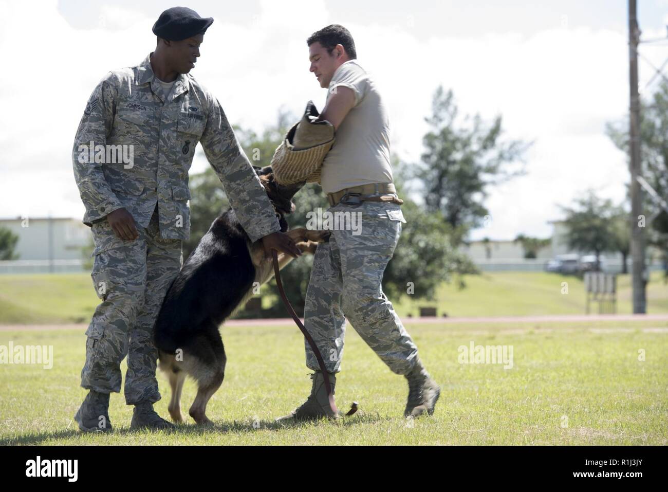 Military working dog Carson attempts to subdue a simulated suspect ...
