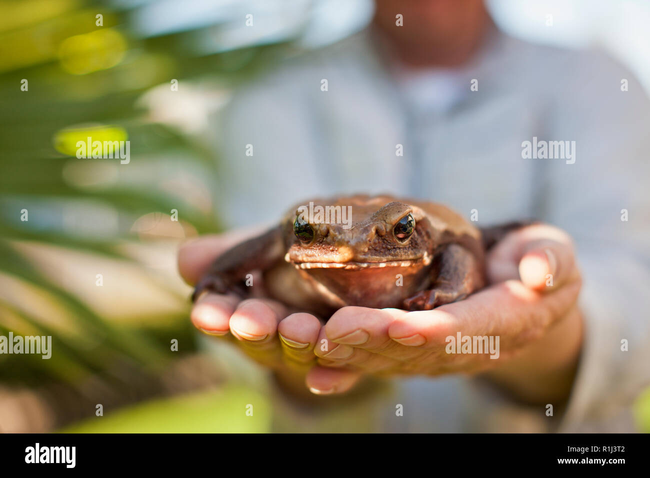 Frog being held hi-res stock photography and images - Alamy