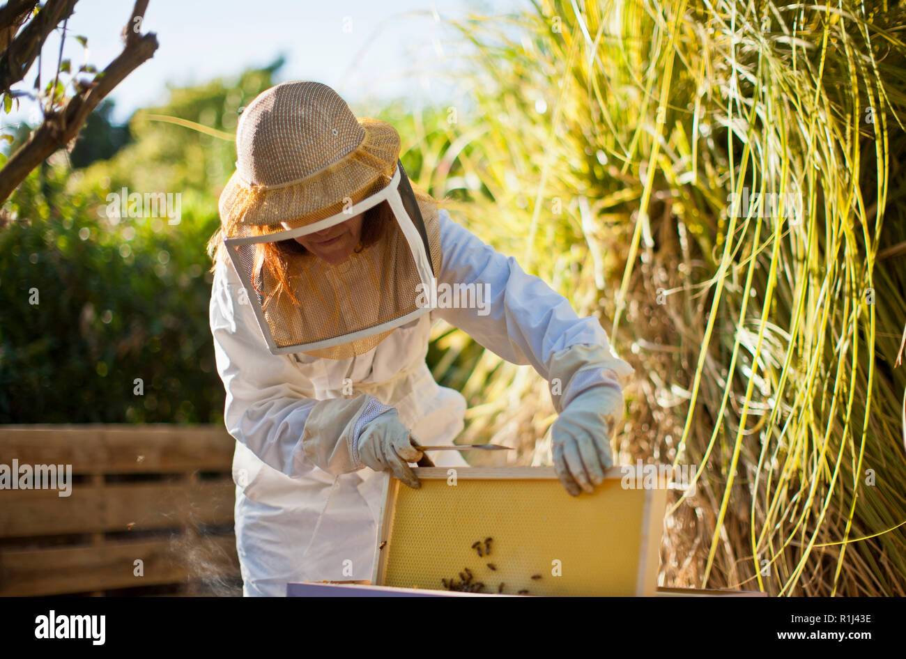 Bee Keepers Photographs High Resolution Stock Photography and Images ...