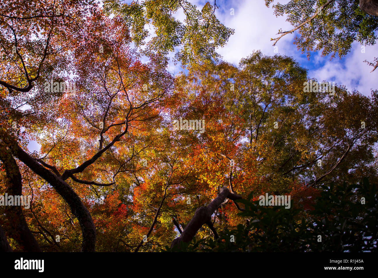 Japanese forest in osaka hi-res stock photography and images - Alamy