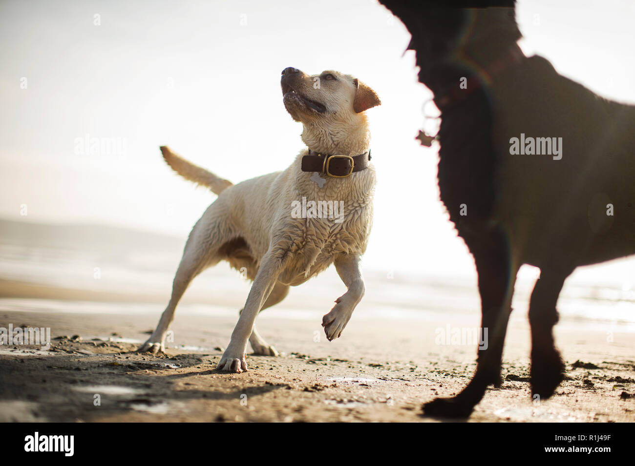 Dogs enjoying the beach hi-res stock photography and images - Alamy