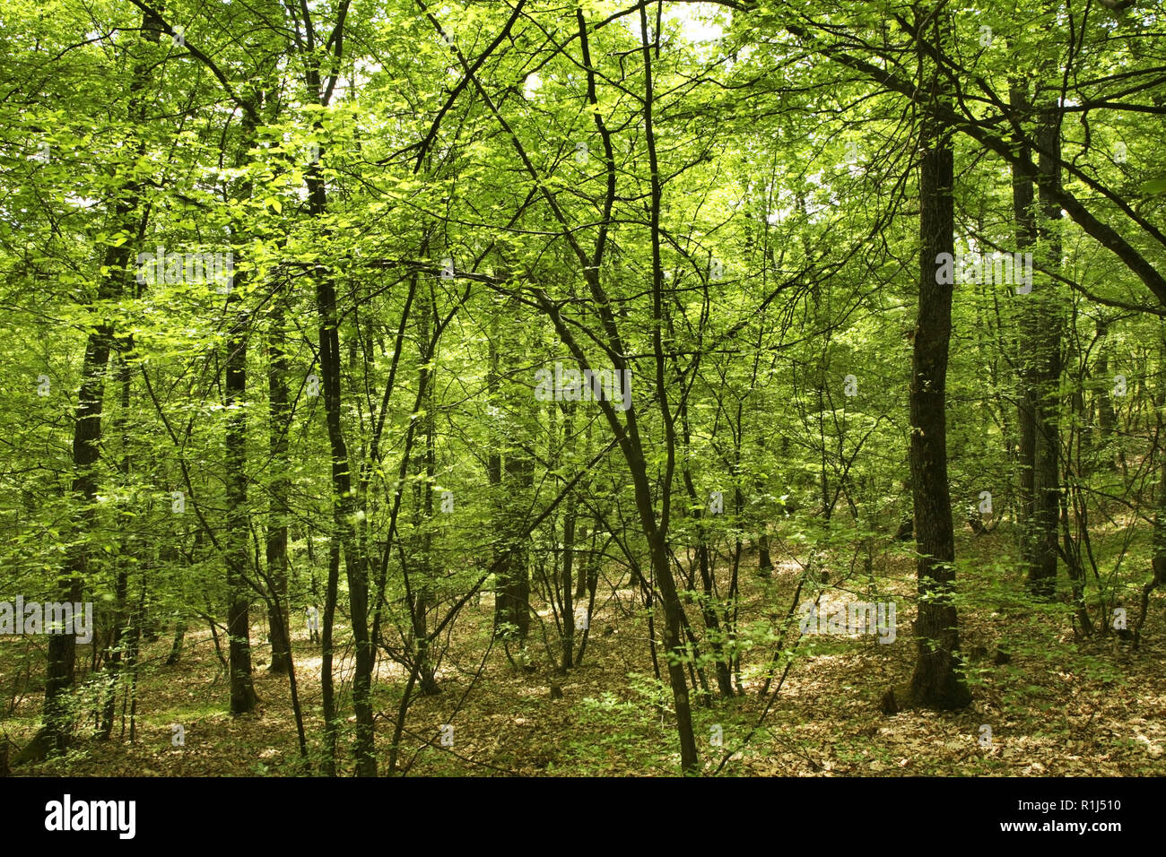 Forest near Belogradchik. Bulgaria Stock Photo - Alamy