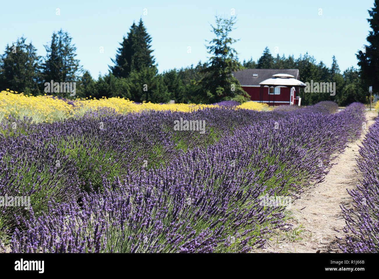 Lavender farm in Sequim, Washington Stock Photo - Alamy