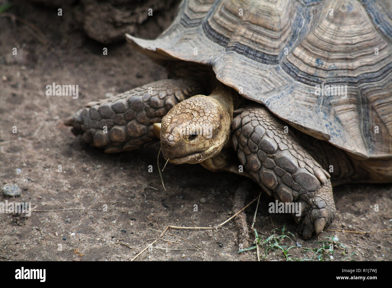 Sulcata Tortoise / Tortoises as large as No. 3 in the world Stock Photo ...