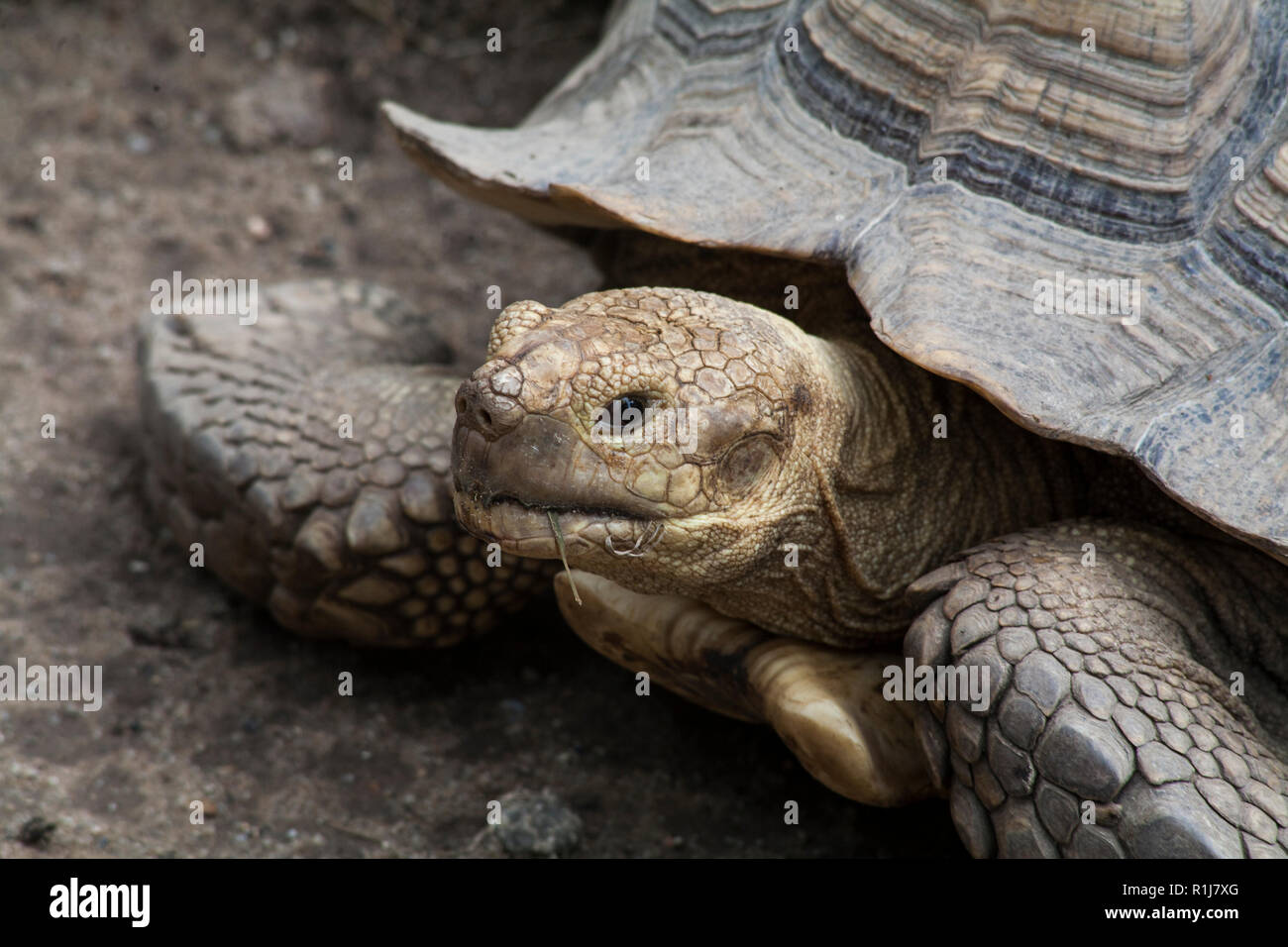 Sulcata Tortoise / Tortoises as large as No. 3 in the world Stock Photo ...