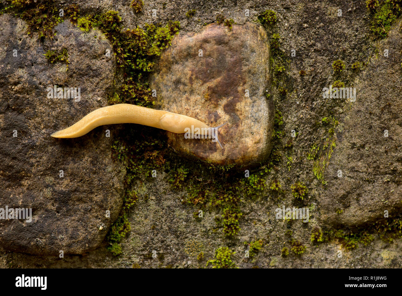 Yellow slug on the rocks after rain Stock Photo - Alamy