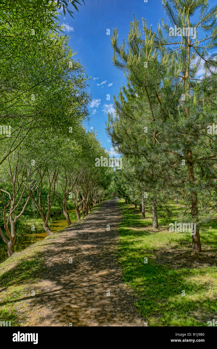Forest footpath in the summer afternoon Stock Photo - Alamy