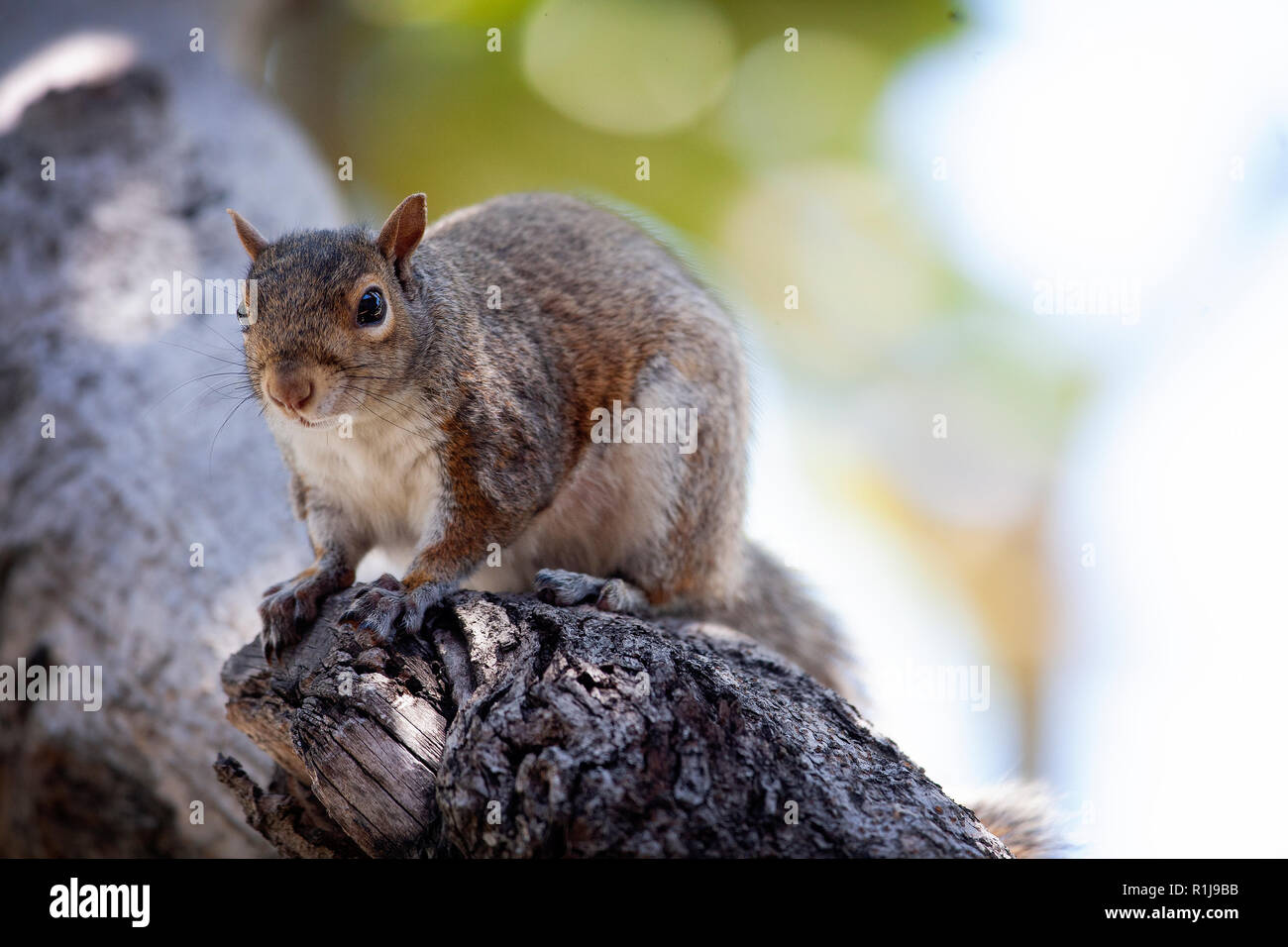 The western gray squirrel (Sciurus griseus) in Palo Alto, California ...