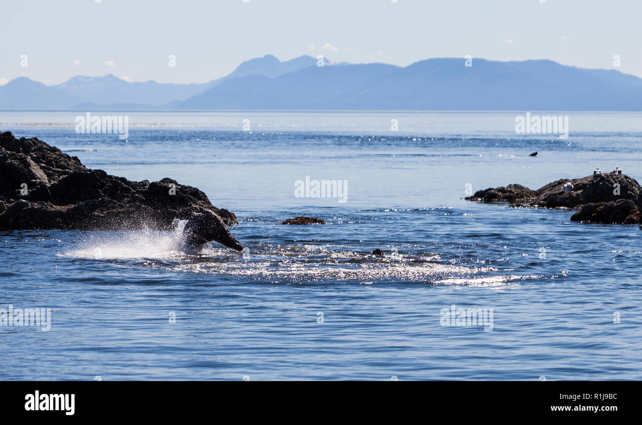 Sea loins hi-res stock photography and images - Alamy