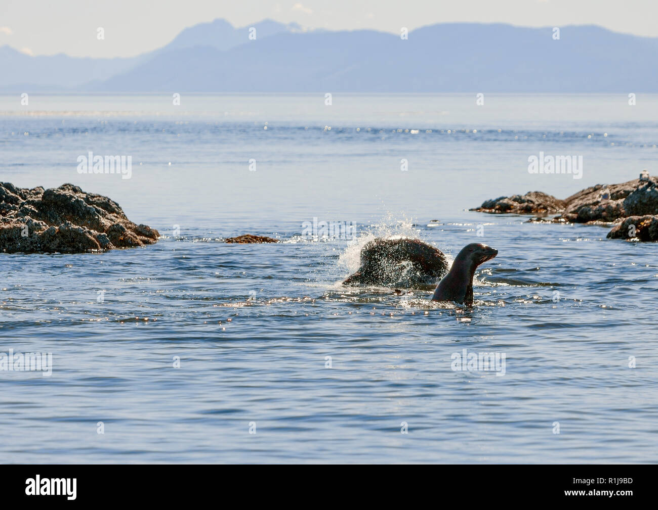 Loins hi-res stock photography and images - Alamy