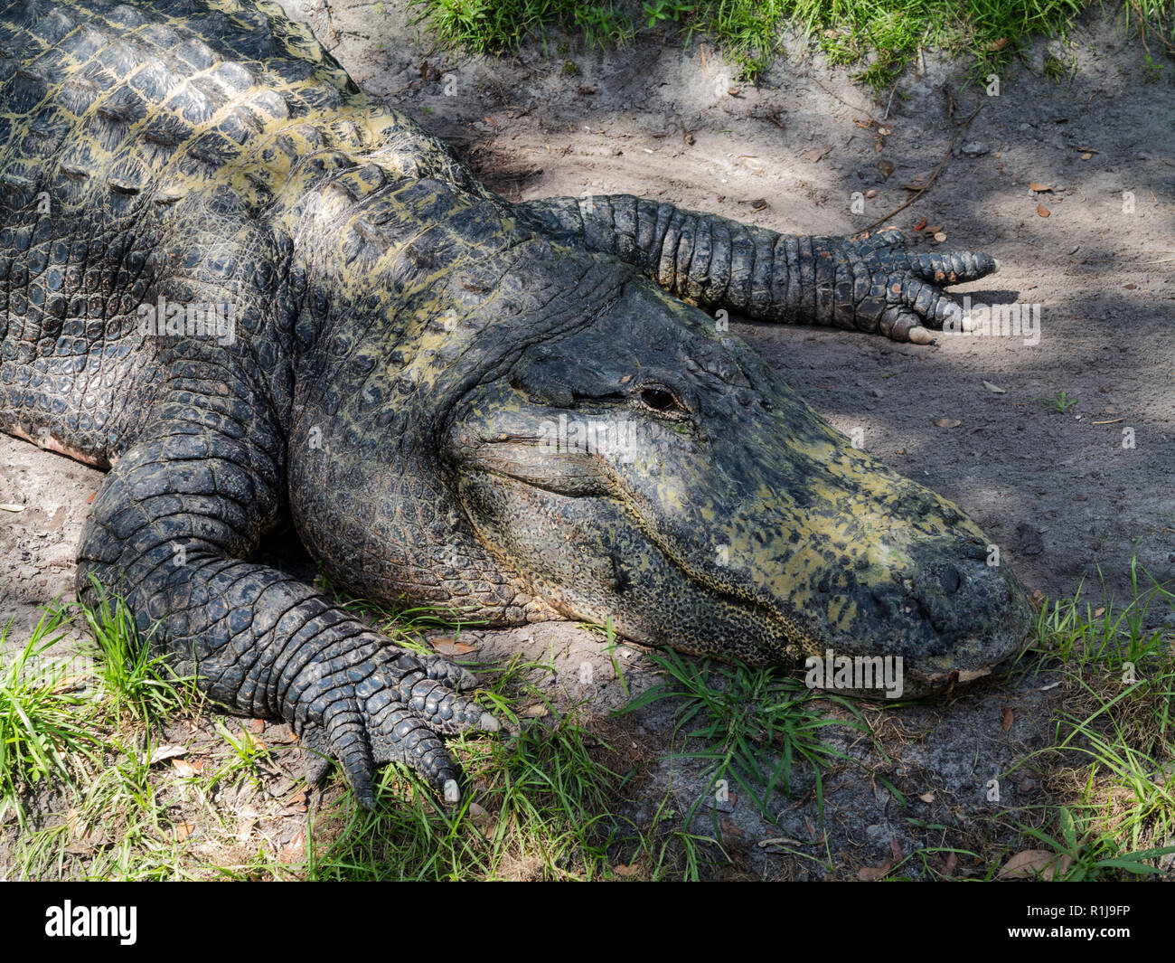An alligator laying down on the grass and dirt Stock Photo - Alamy