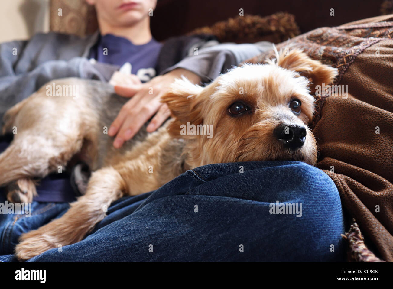 Yorkie Terrier peacefully resting on his human friend Stock Photo - Alamy