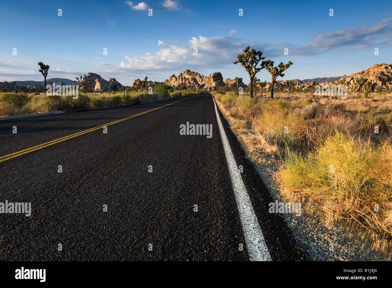 Road through Joshua Tree National Park where the bristled trees grow ...