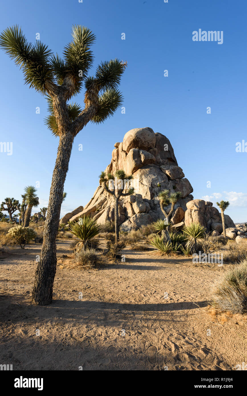 Bristled branches of a Joshua tree against a background of desert ...