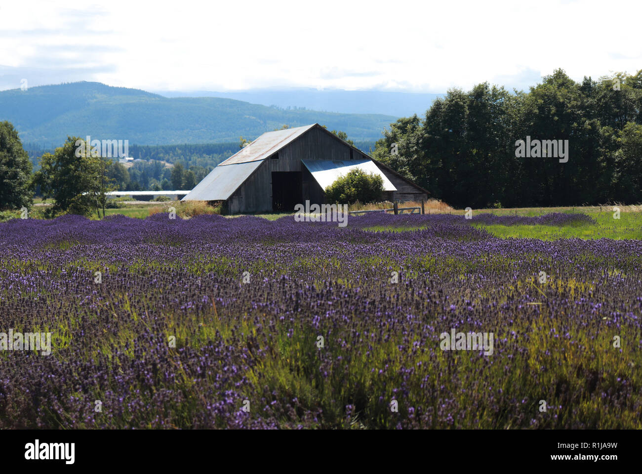 Lavender farm in Sequim, Washington Stock Photo - Alamy