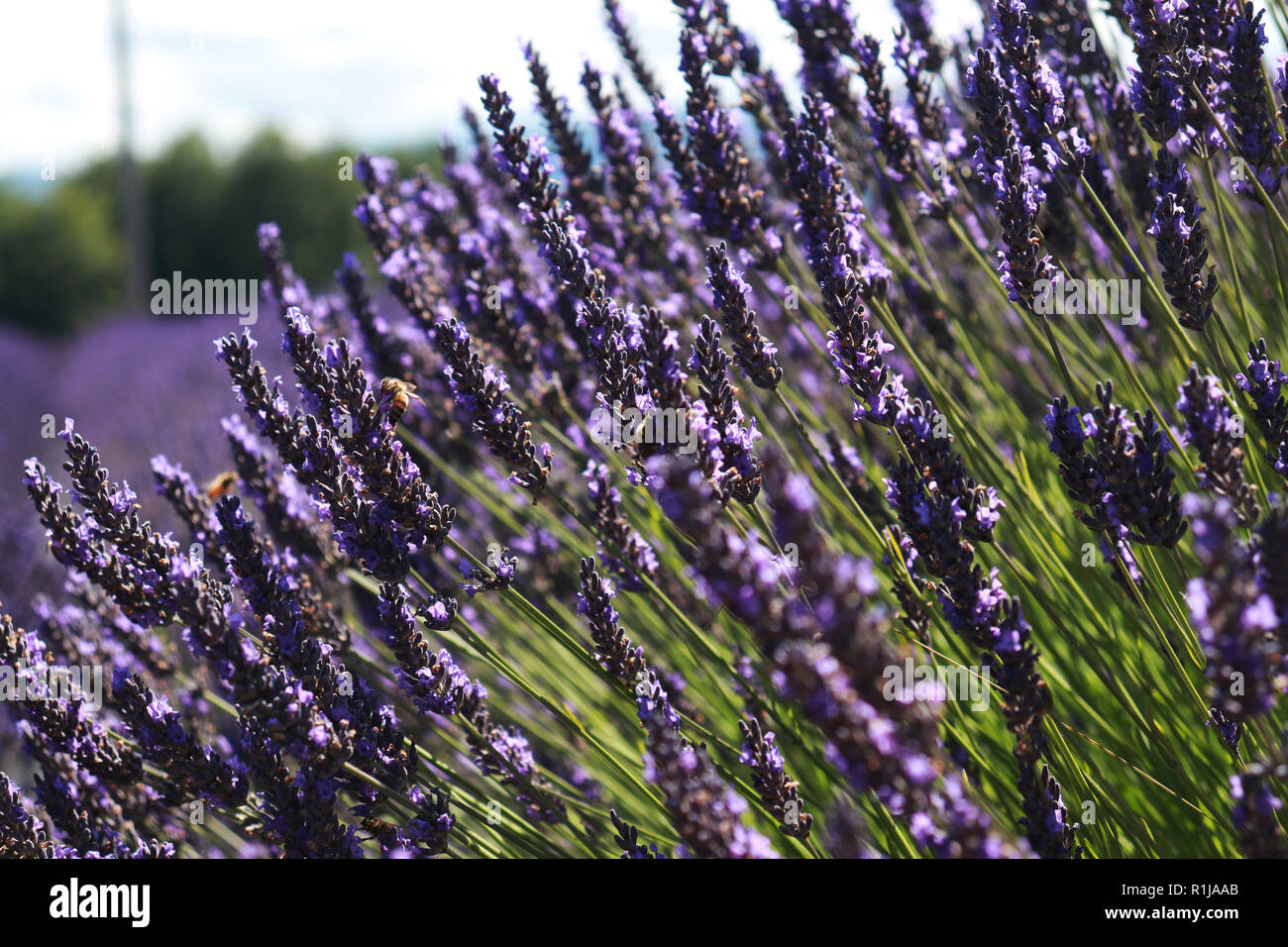 Lavender at a lavender farm in Sequim, Washington Stock Photo - Alamy