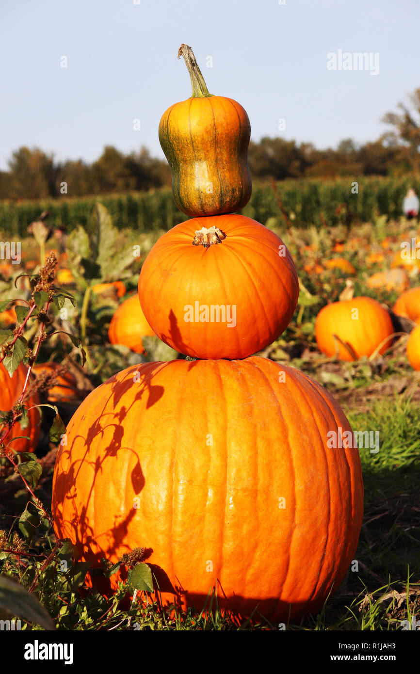 Overgrown vegetable patch hi-res stock photography and images - Alamy