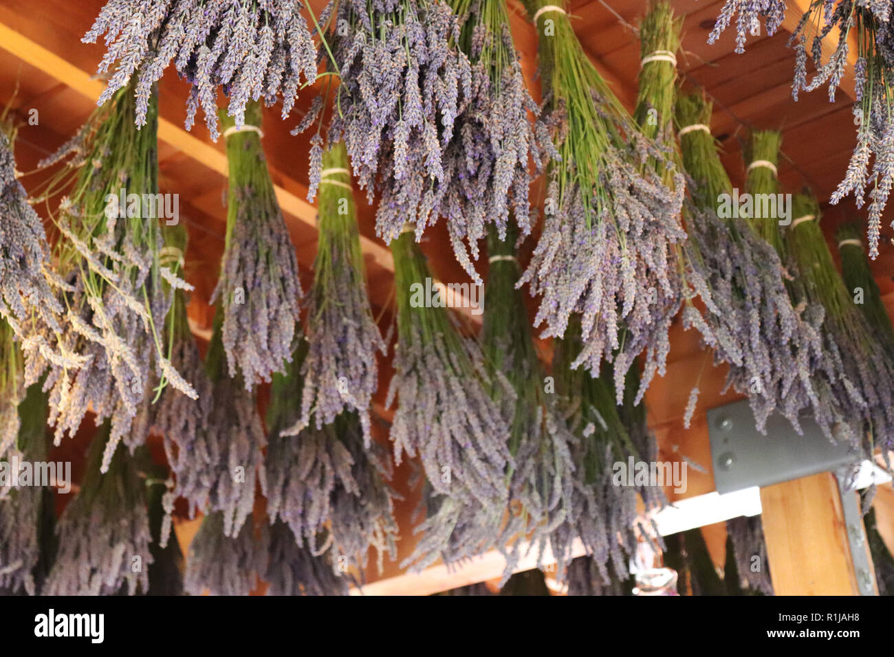 Hanging lavender to dry hi-res stock photography and images - Alamy
