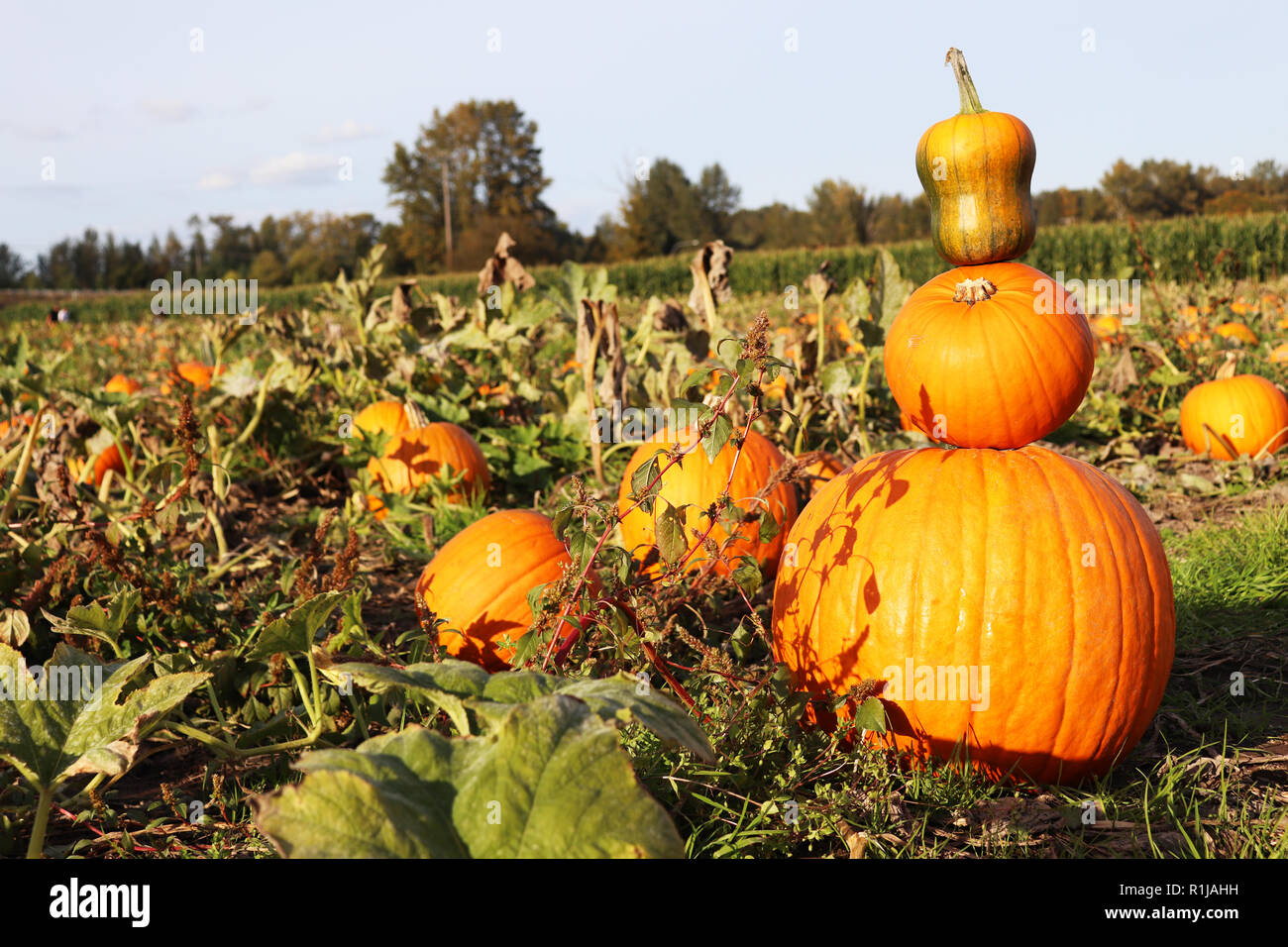 Washington pumpkin hi-res stock photography and images - Alamy