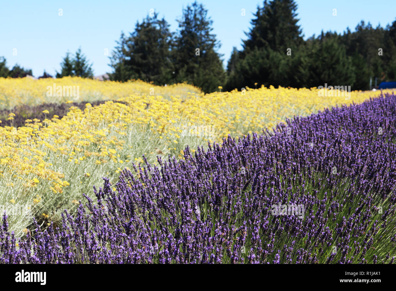Sequim washington hi-res stock photography and images - Alamy
