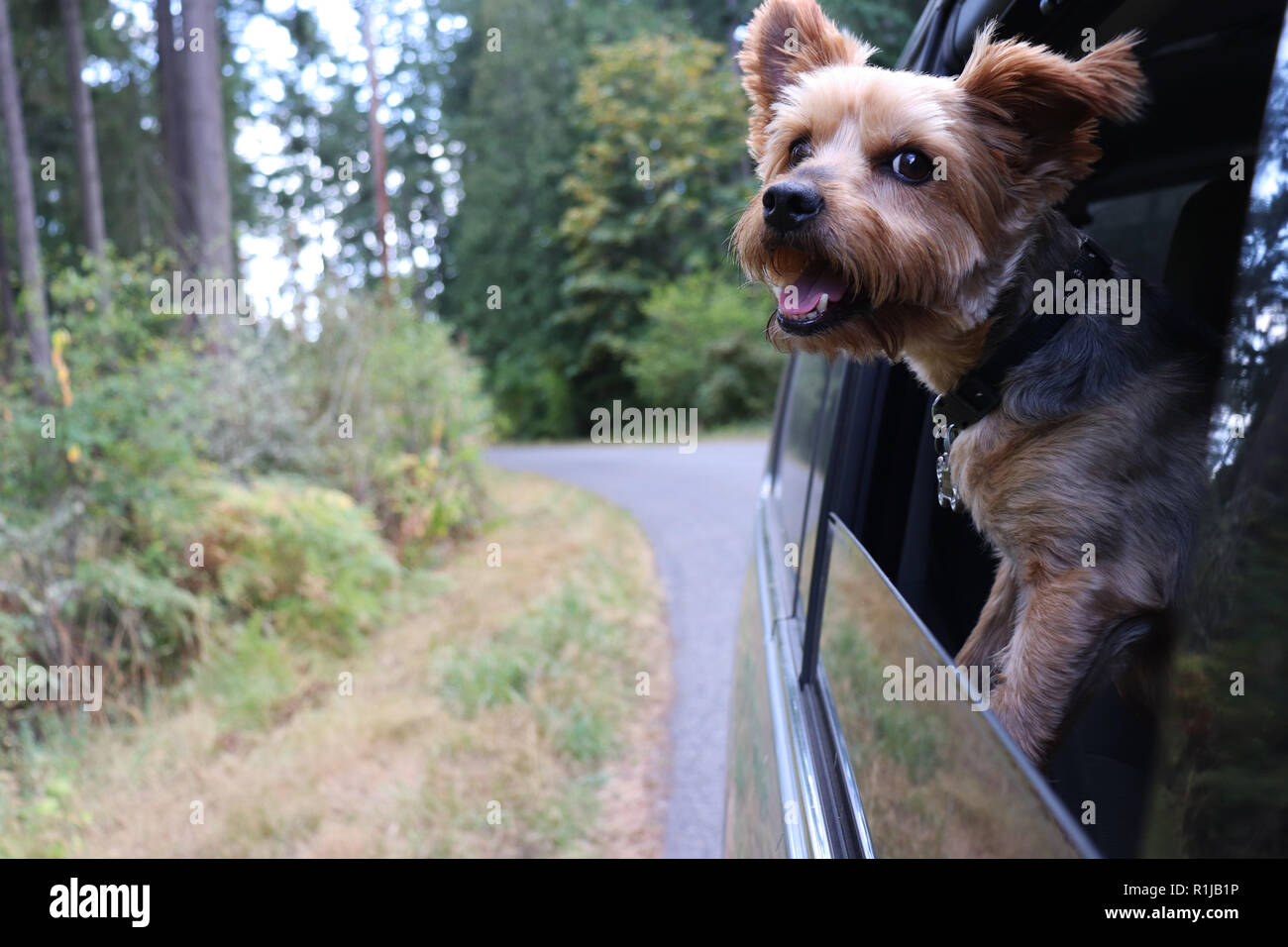 Yorkie outside hi-res stock photography and images - Alamy