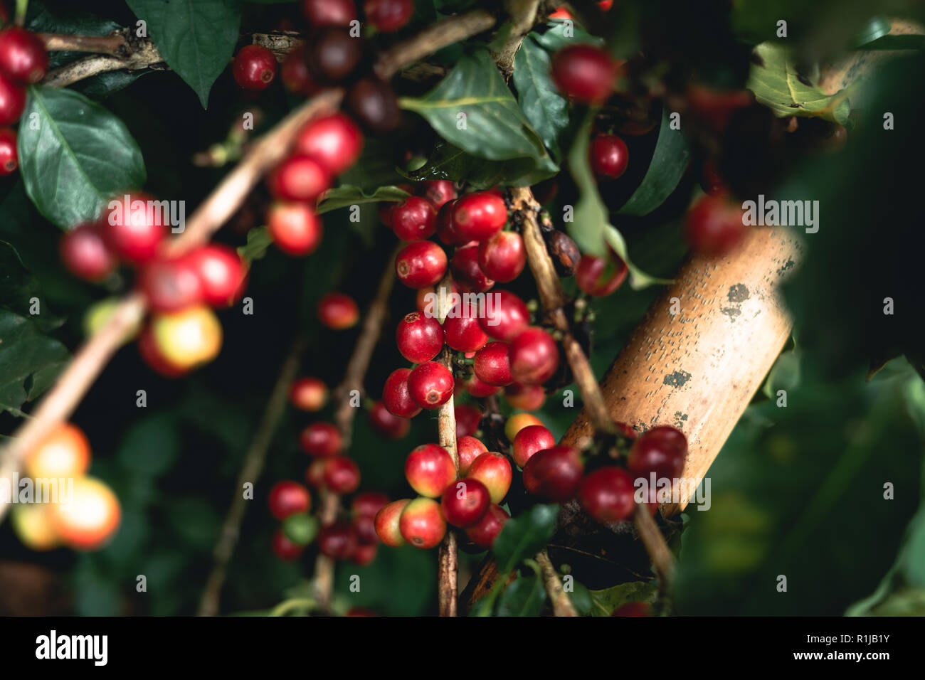 red cherry coffee beans Arabica In nature Stock Photo - Alamy