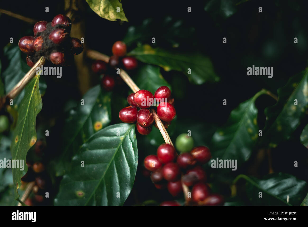 red cherry coffee beans Arabica In nature Stock Photo - Alamy