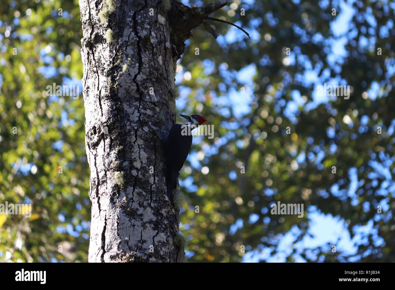 Woodpecker pecking wood hi-res stock photography and images - Alamy