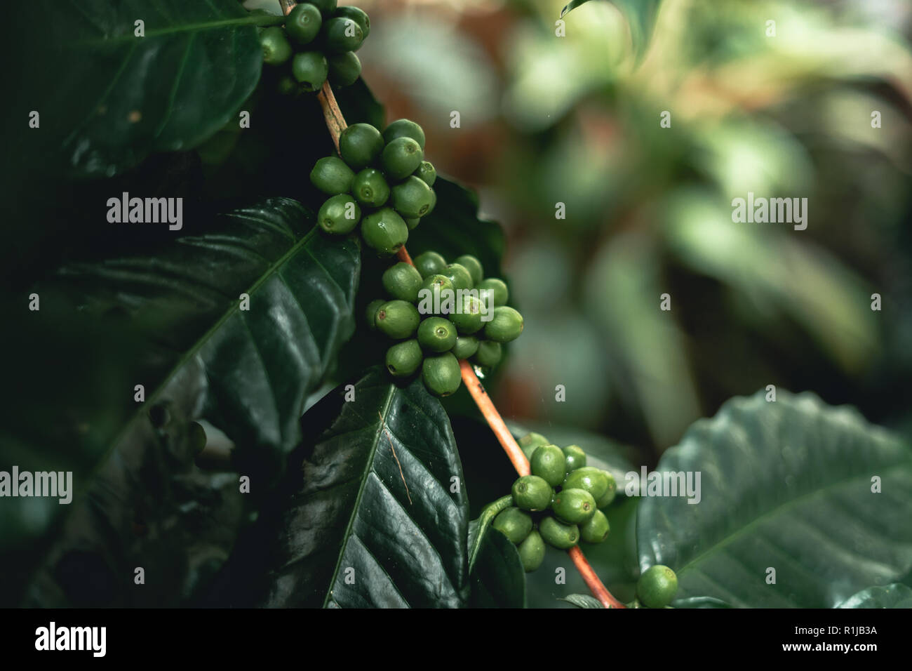 red cherry coffee beans Arabica In nature Stock Photo - Alamy