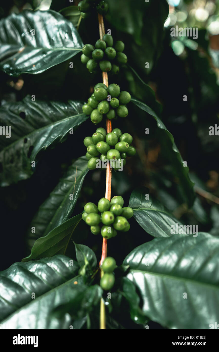 red cherry coffee beans Arabica In nature Stock Photo - Alamy