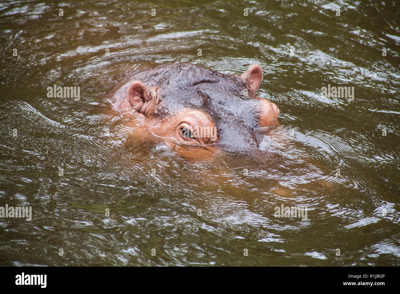Hippo skin close hi-res stock photography and images - Alamy