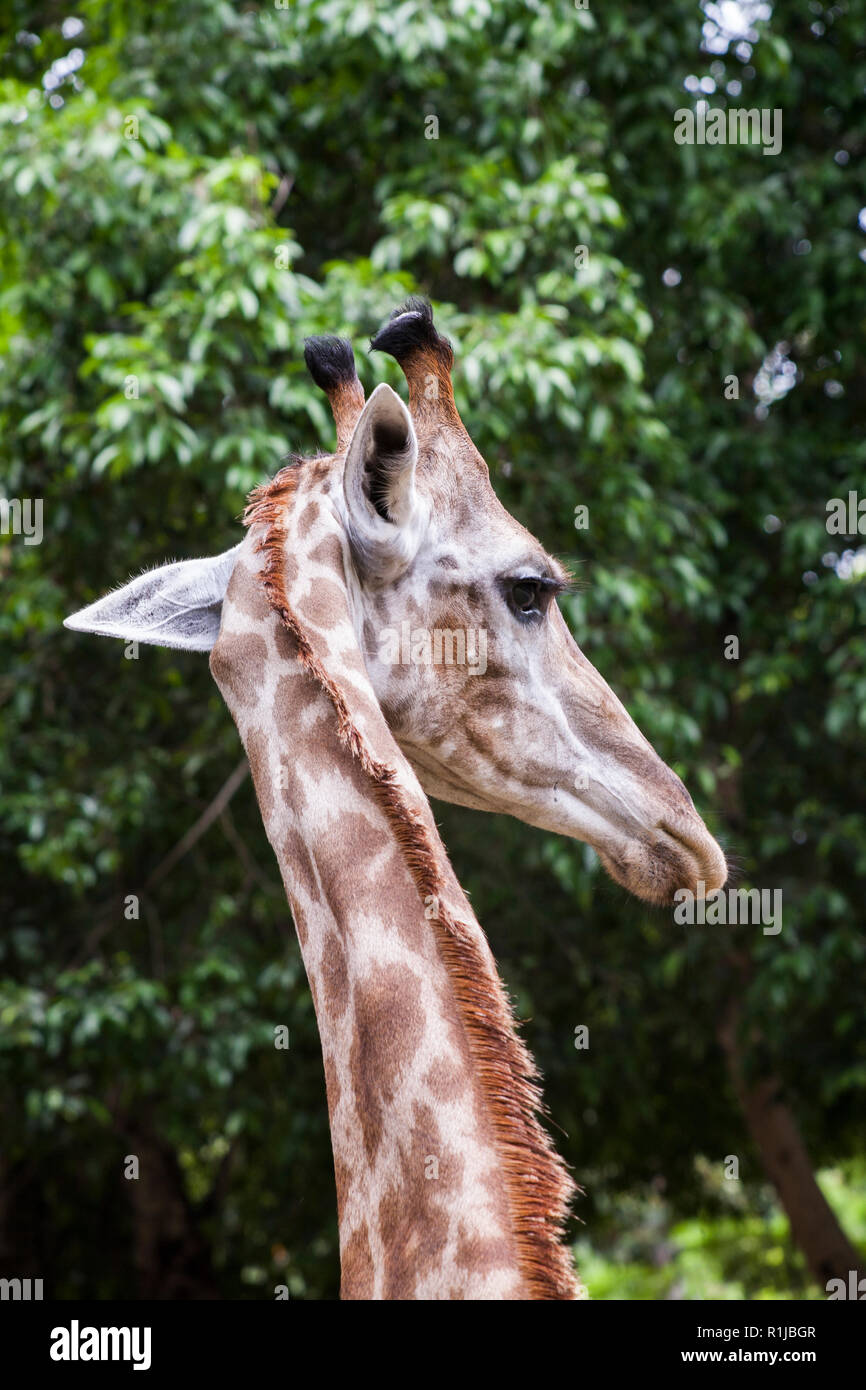 Giraffe ; Head and neck of a giraffe Stock Photo - Alamy