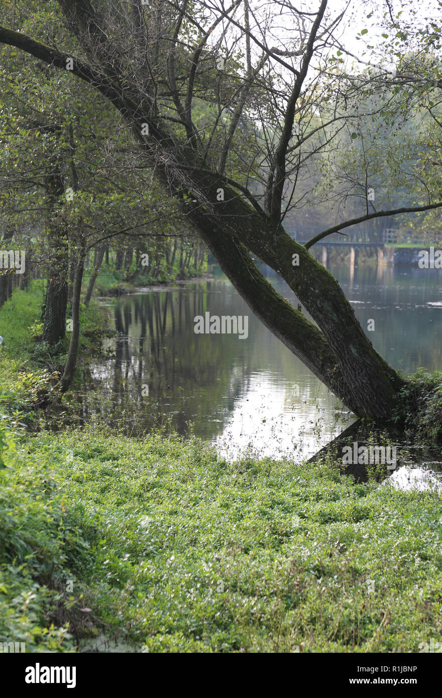 big tree in the public park near source water Stock Photo - Alamy