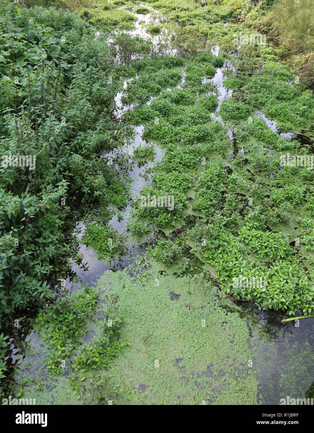 source of water in the marsh Stock Photo - Alamy
