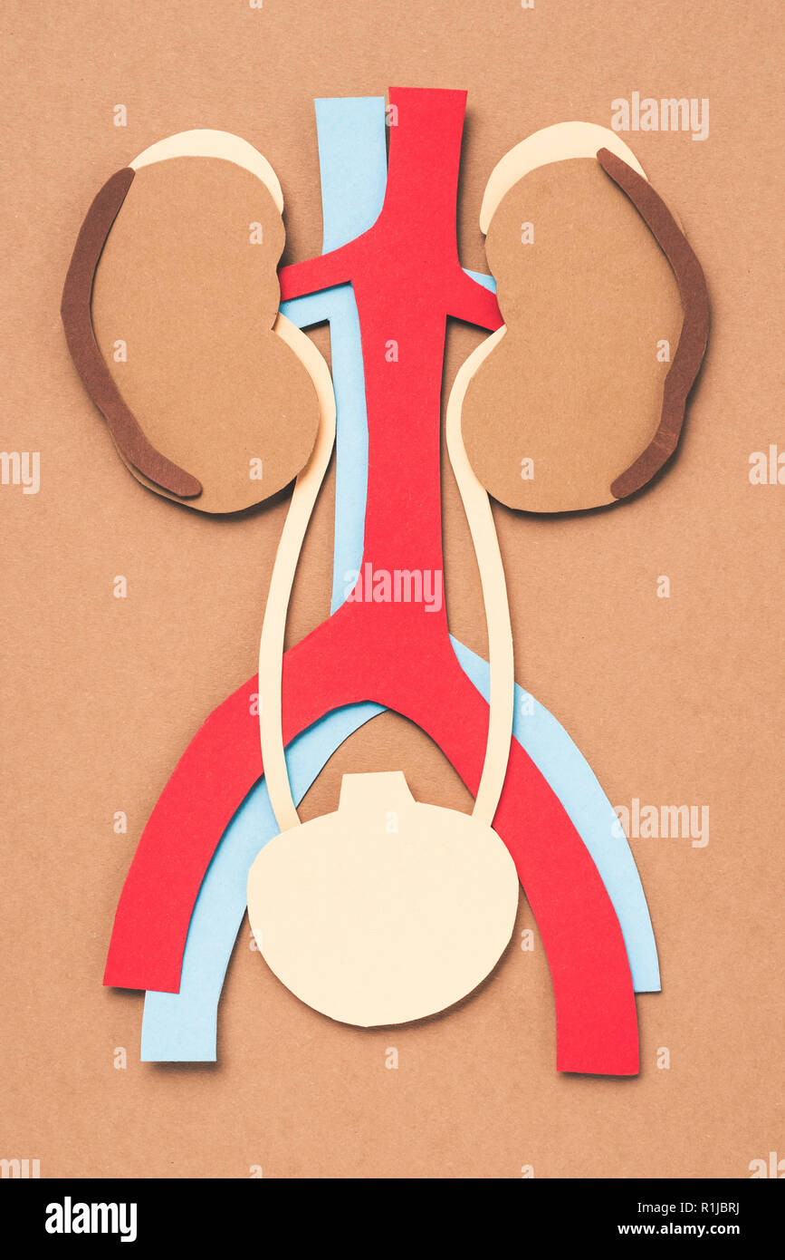 view from above of human internal organs on brown Stock Photo - Alamy