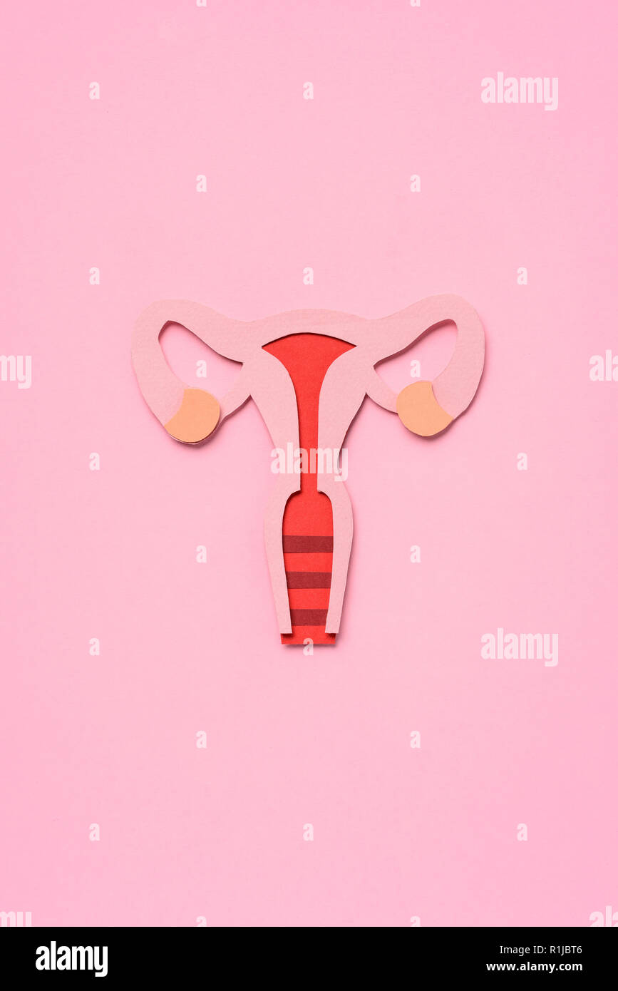 Female reproductive system hi-res stock photography and images - Alamy