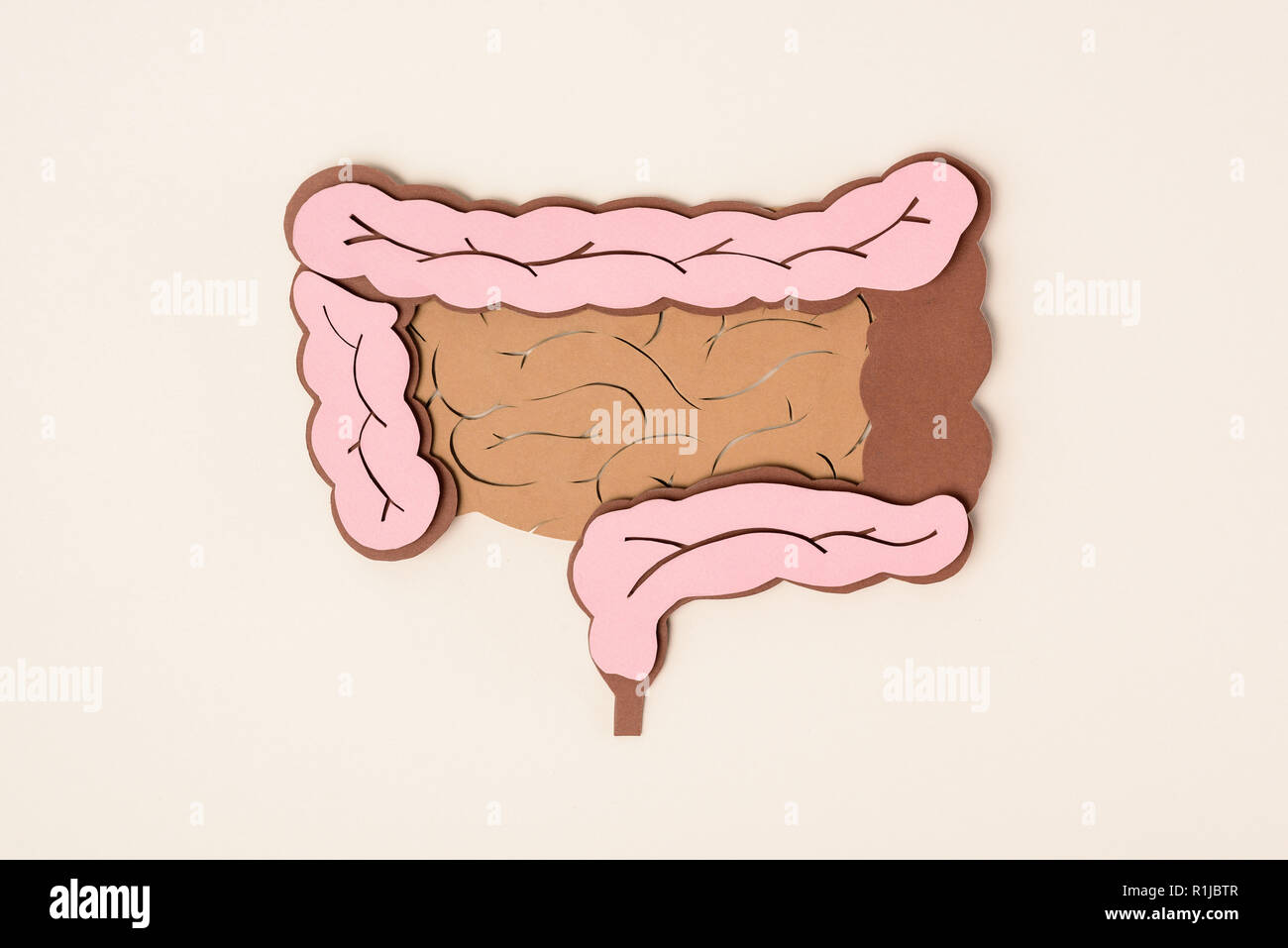 Human large intestine hi-res stock photography and images - Alamy