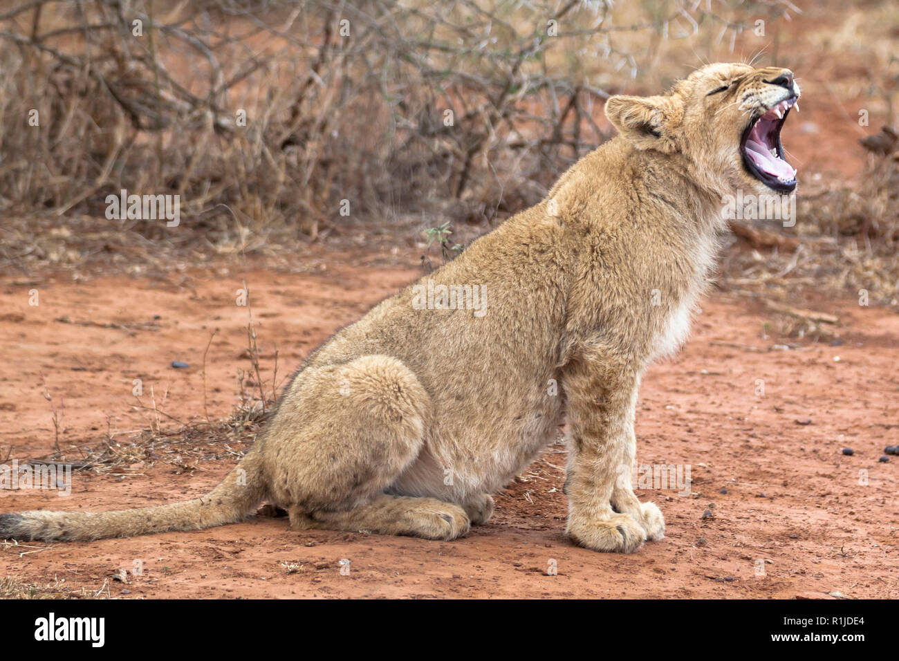 Safariworld hi-res stock photography and images - Alamy